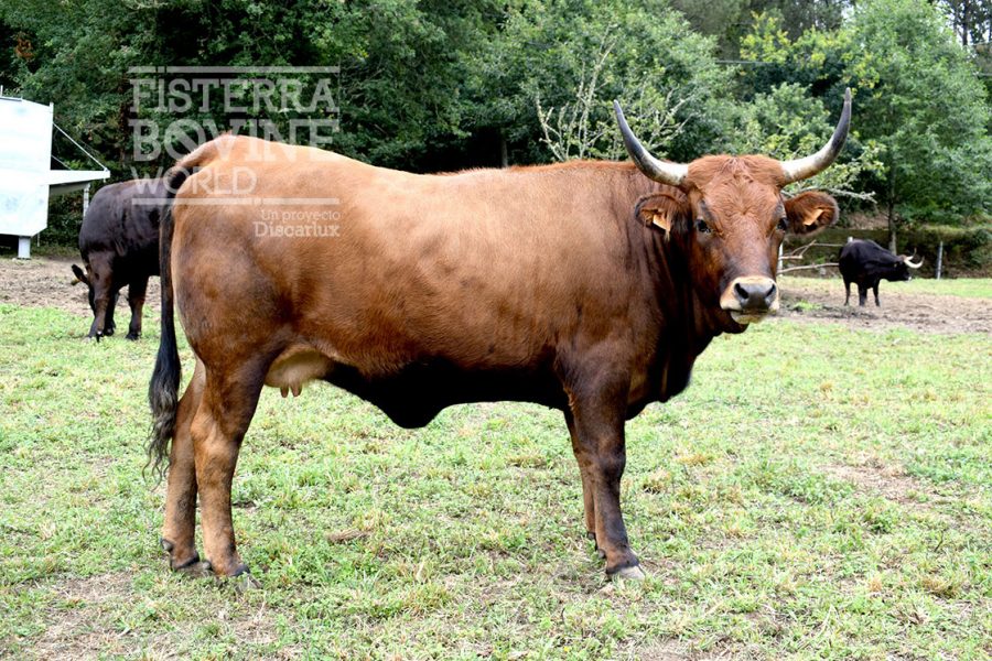 Limiá – Fisterra Bovine World