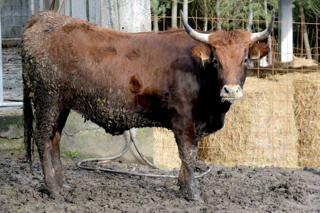 Limiá – Fisterra Bovine World