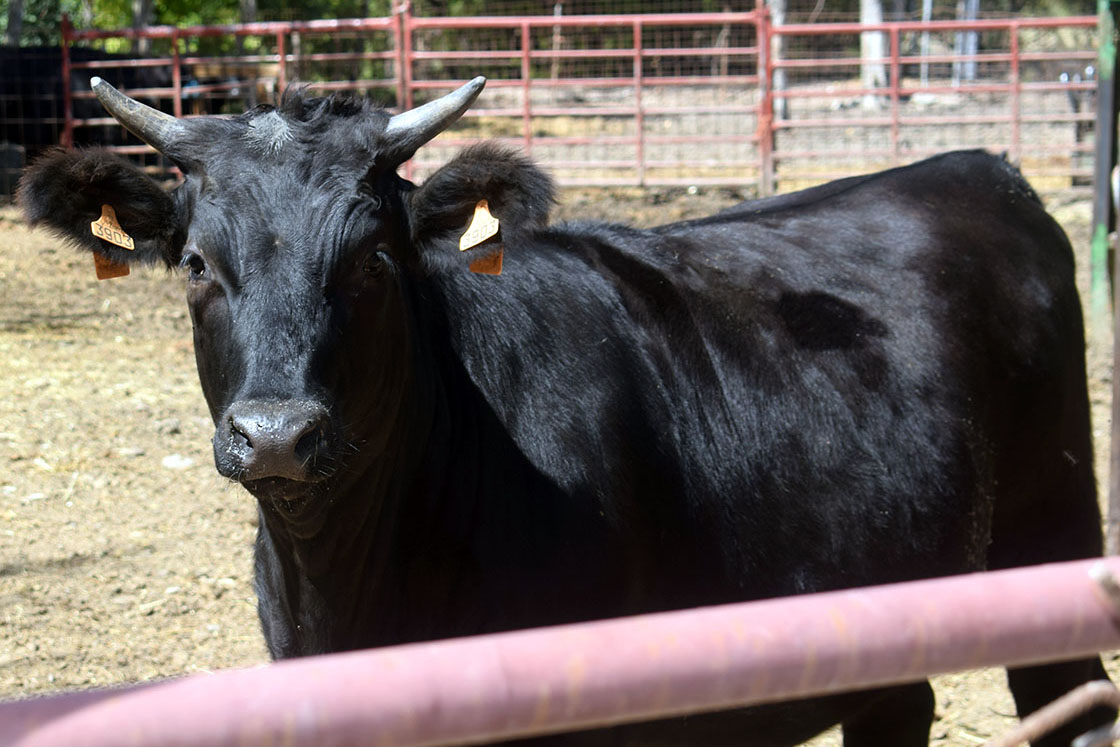 Wagyu – Fisterra Bovine World