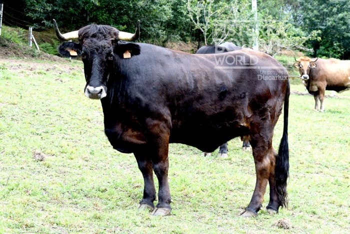 Sayaguesa – Fisterra Bovine World