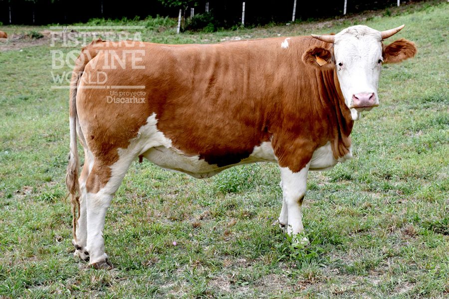 Simmental – Fisterra Bovine World