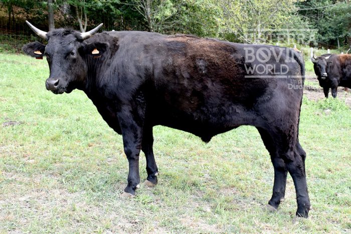 Wagyu – Fisterra Bovine World