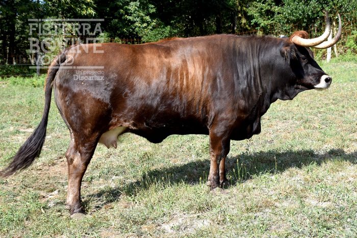 Maronesa – Fisterra Bovine World